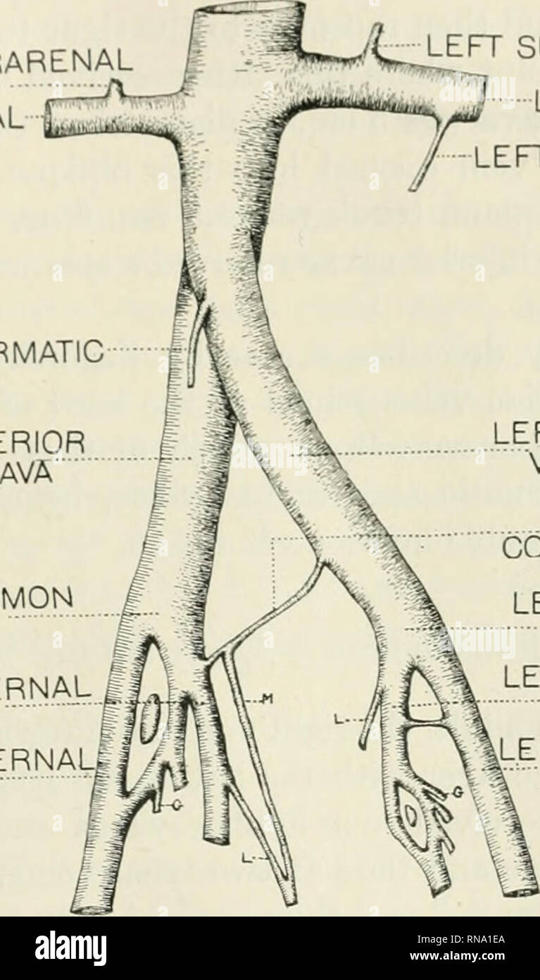 Inferior Vena Cava Anatomy Branches Function Human