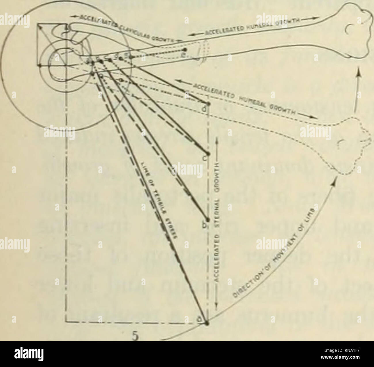 American association of anatomists hi-res stock photography and images ...