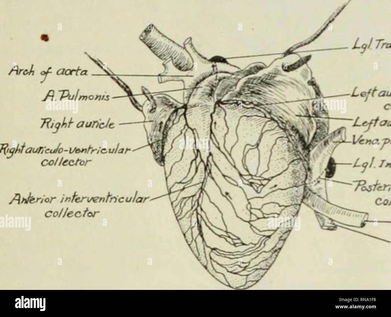 Pig colon hi-res stock photography and images - Alamy