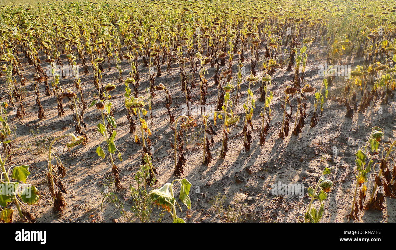 Sunflower tracking sun hi-res stock photography and images - Alamy