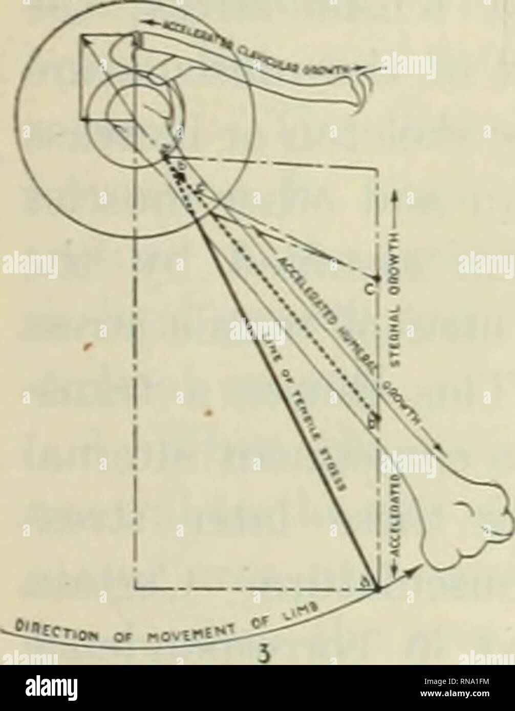 American association of anatomists hi-res stock photography and images ...