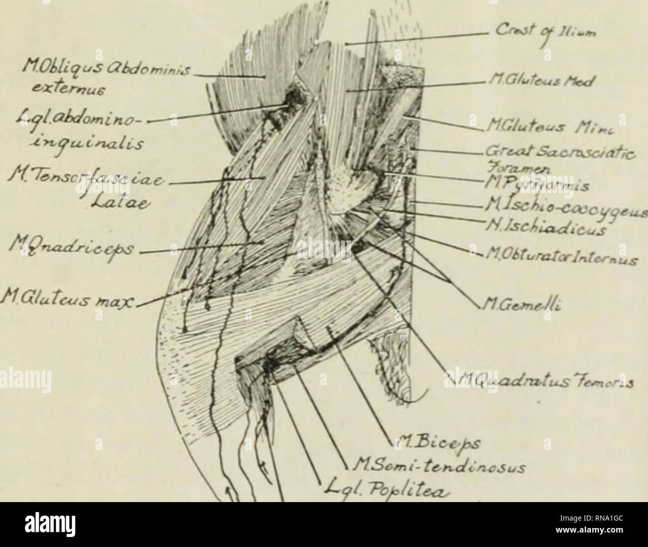 . The anatomical record. Anatomy; Anatomy. Fig. 4 Lymphatics of the ...