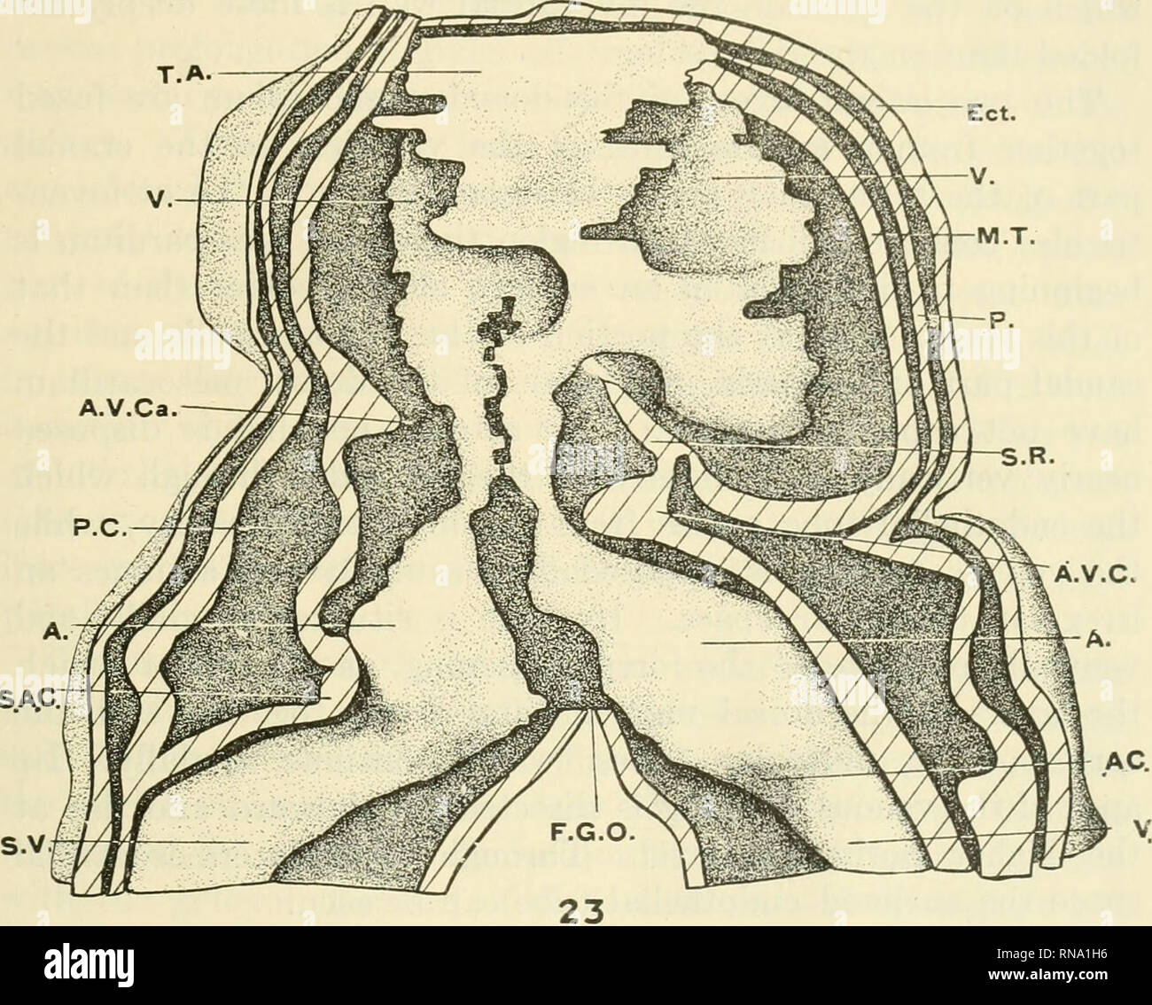 . The anatomical record. Anatomy; Anatomy. EARLY DEVELOPMENT OF HEART ...