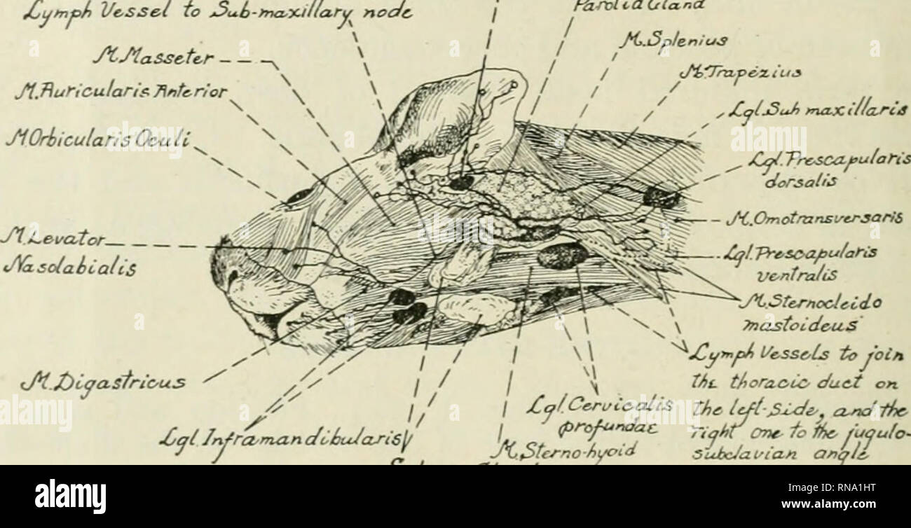 . The anatomical record. Anatomy; Anatomy. 334 GEORGE K. HASHIBA It is ...