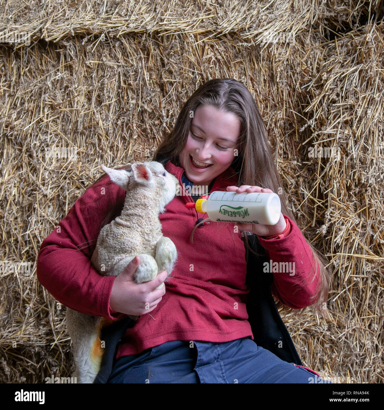 Burscough, Lancashire, UK. 18th February, 2019. Lambing time at the ...