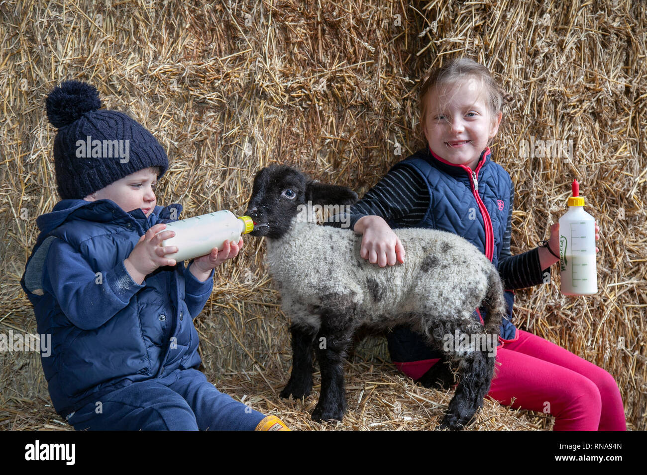 Farm children feed lamb hi-res stock photography and images - Alamy