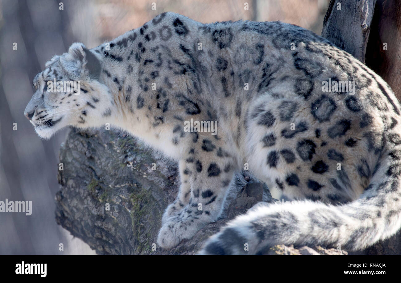 Stuttgart, Germany. 18th Feb, 2019. A snow leopard sits on a branch in ...