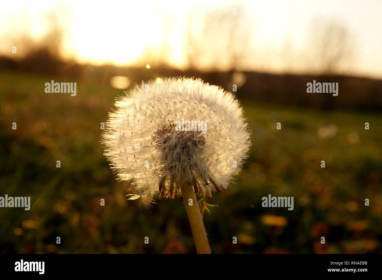Dandelion sunset hi-res stock photography and images - Alamy