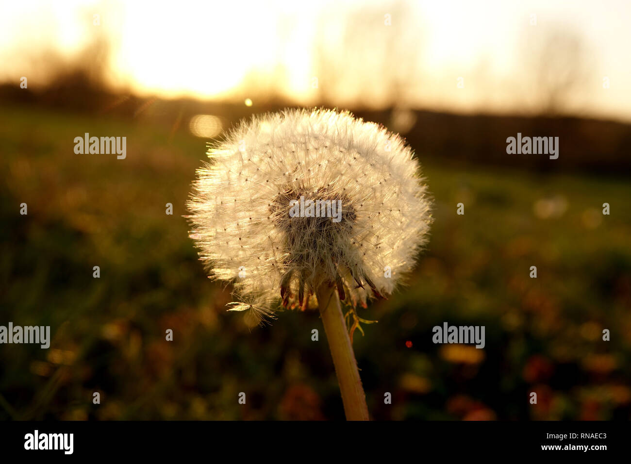 Dandelion sunset hi-res stock photography and images - Alamy