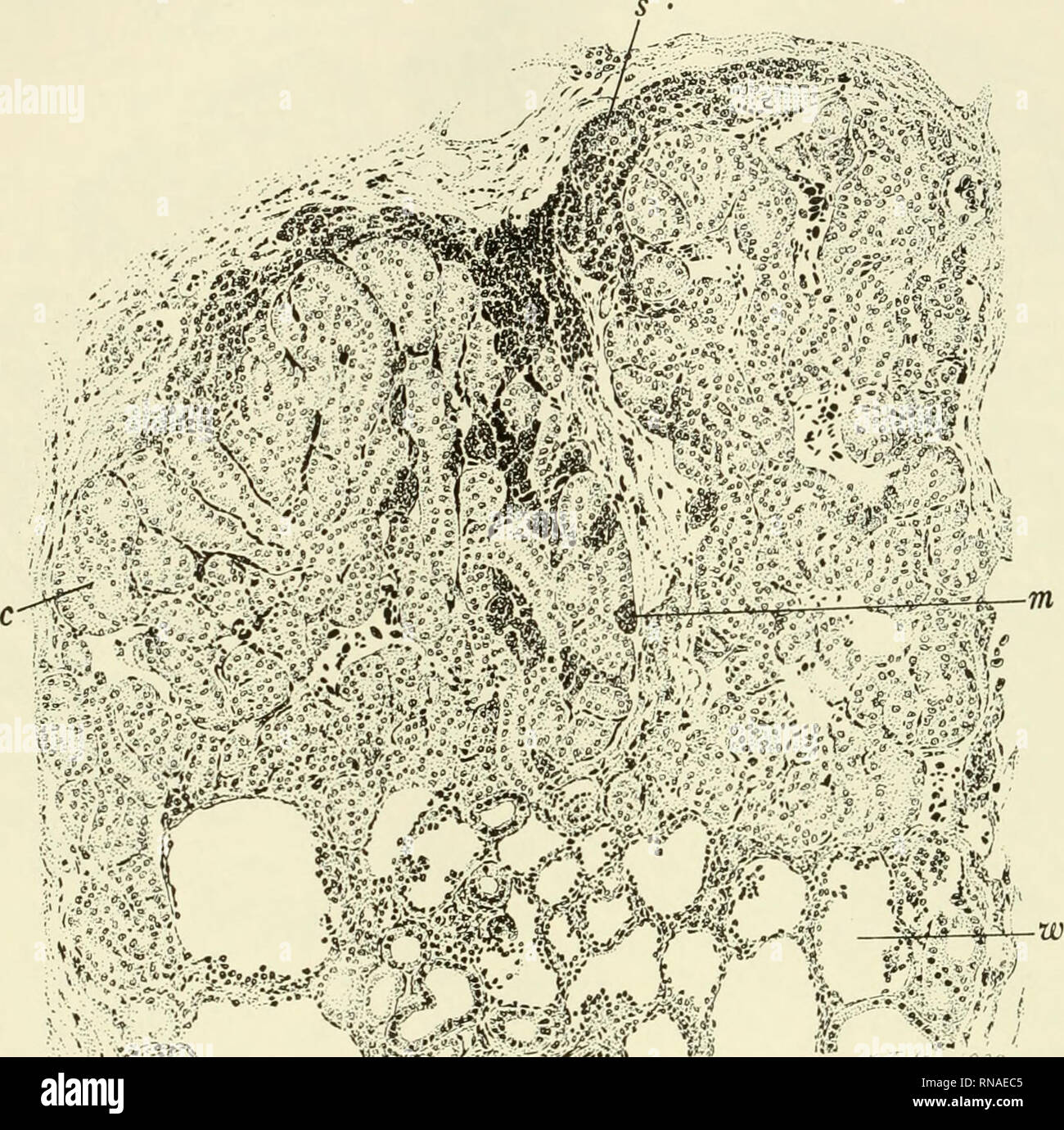 Chromaffin cells hi-res stock photography and images - Alamy