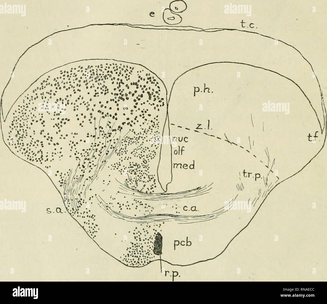 Hippocampi brain hi-res stock photography and images - Alamy