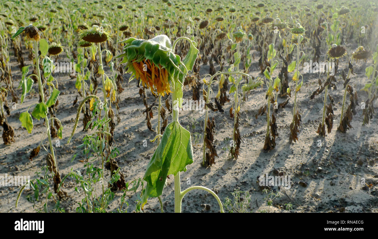 Sunflower crop rotation hi-res stock photography and images - Alamy