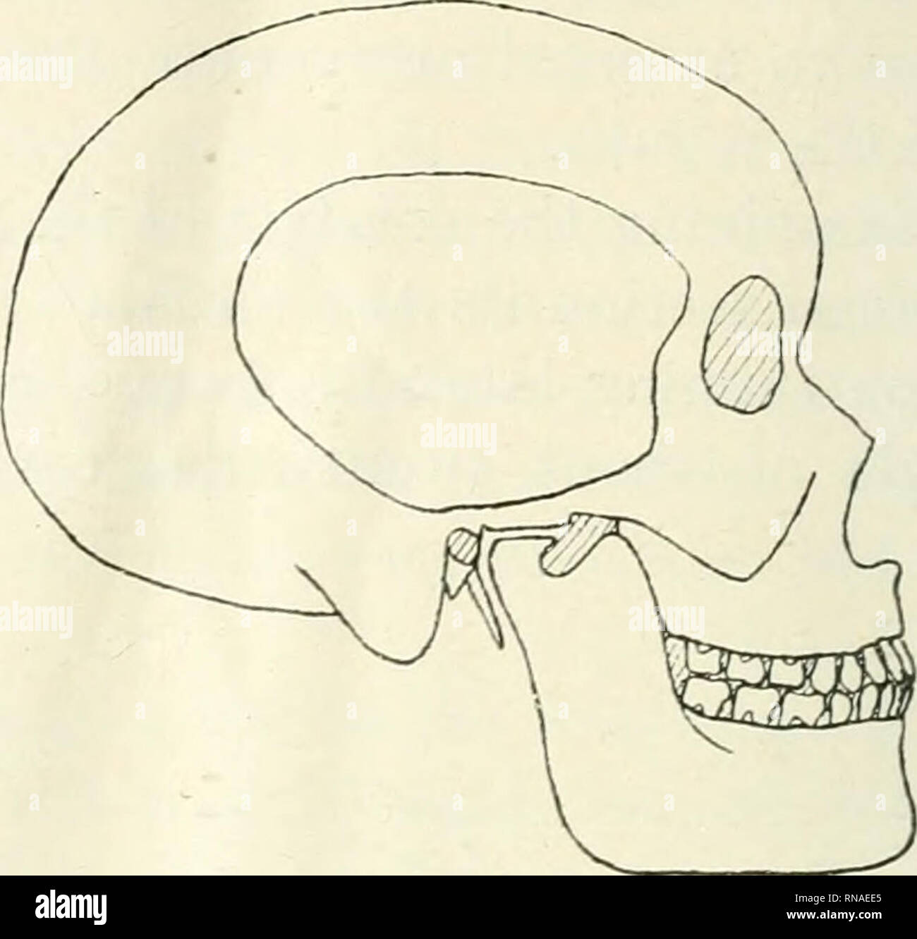 . The anatomical record. Anatomy; Anatomy. 2 3 Fig. 2 Drawing of base ...