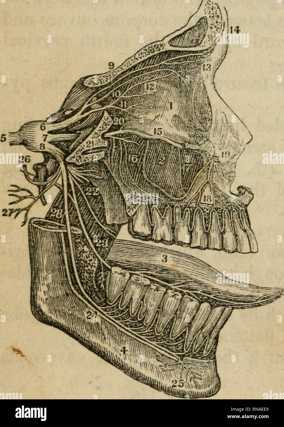 . An analytical compendium of the various branches of medical science ...