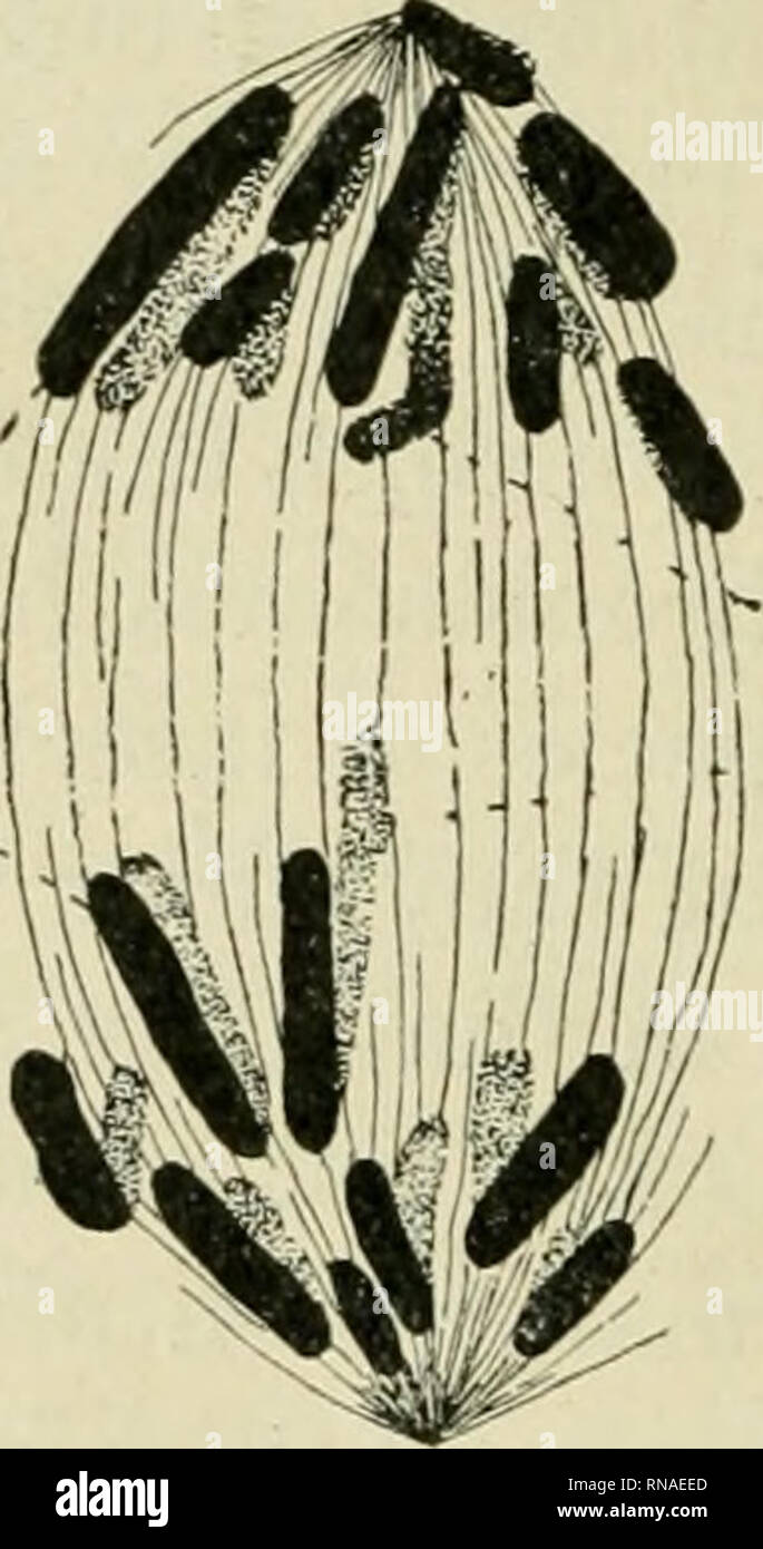 Late anaphase hi-res stock photography and images - Alamy