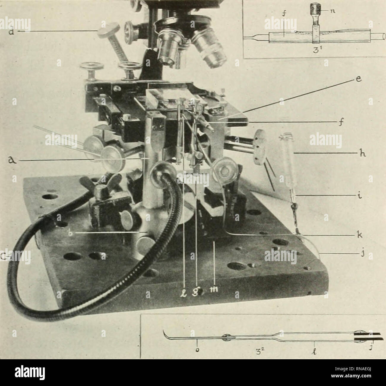 . The Anatomical record 1922-1923. Anatomy. Fig. 3 Microscope with two ...
