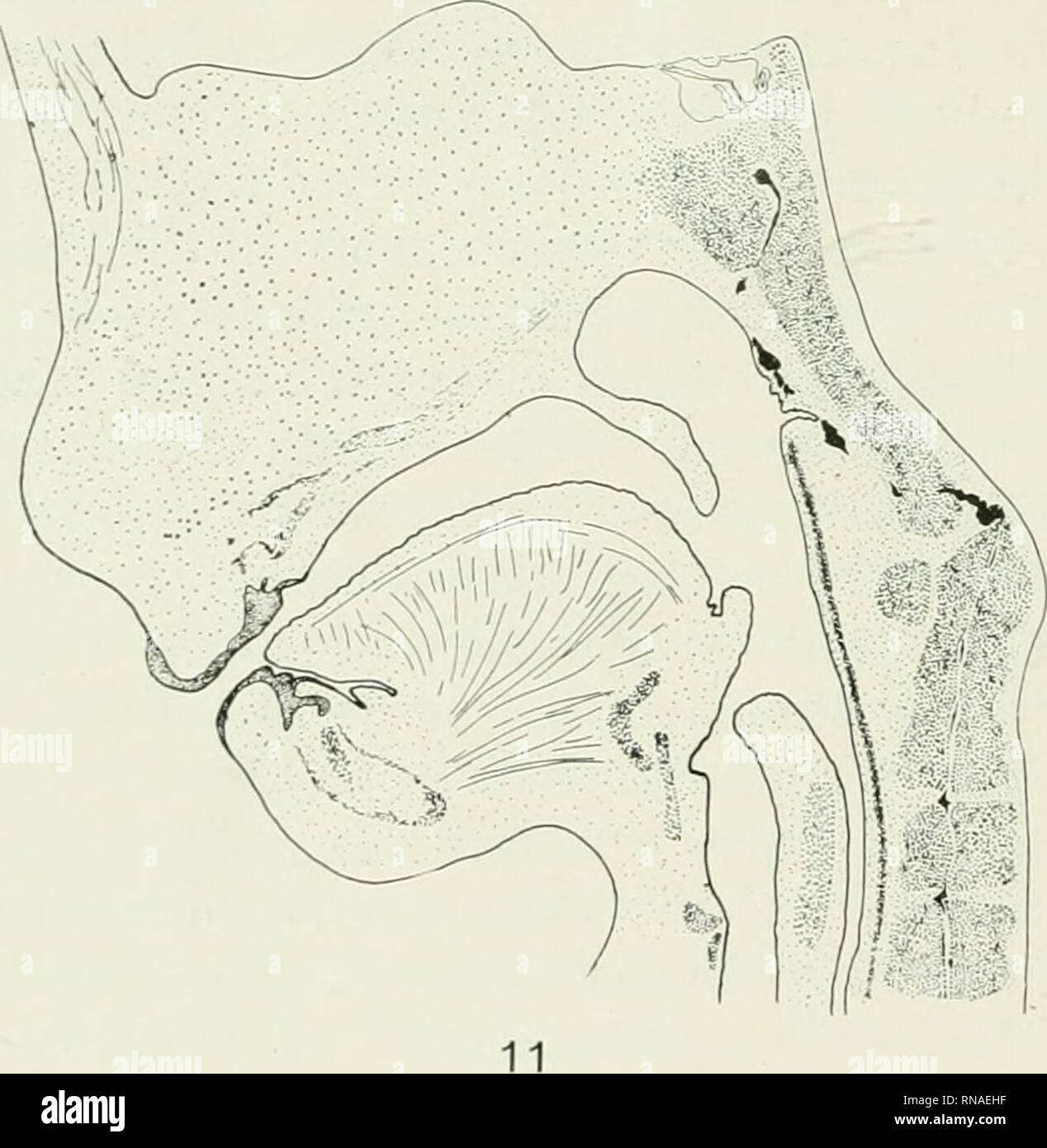 . The anatomical record. Anatomy; Anatomy. 10 Fig. 10 Xo. 47, Huber ...