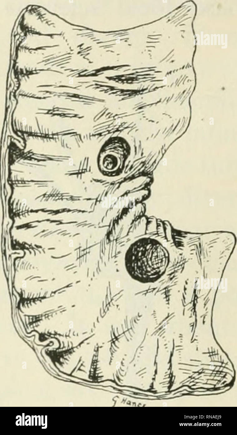. The anatomical record. Anatomy; Anatomy. 234 HOWARD H. BELL It was ...