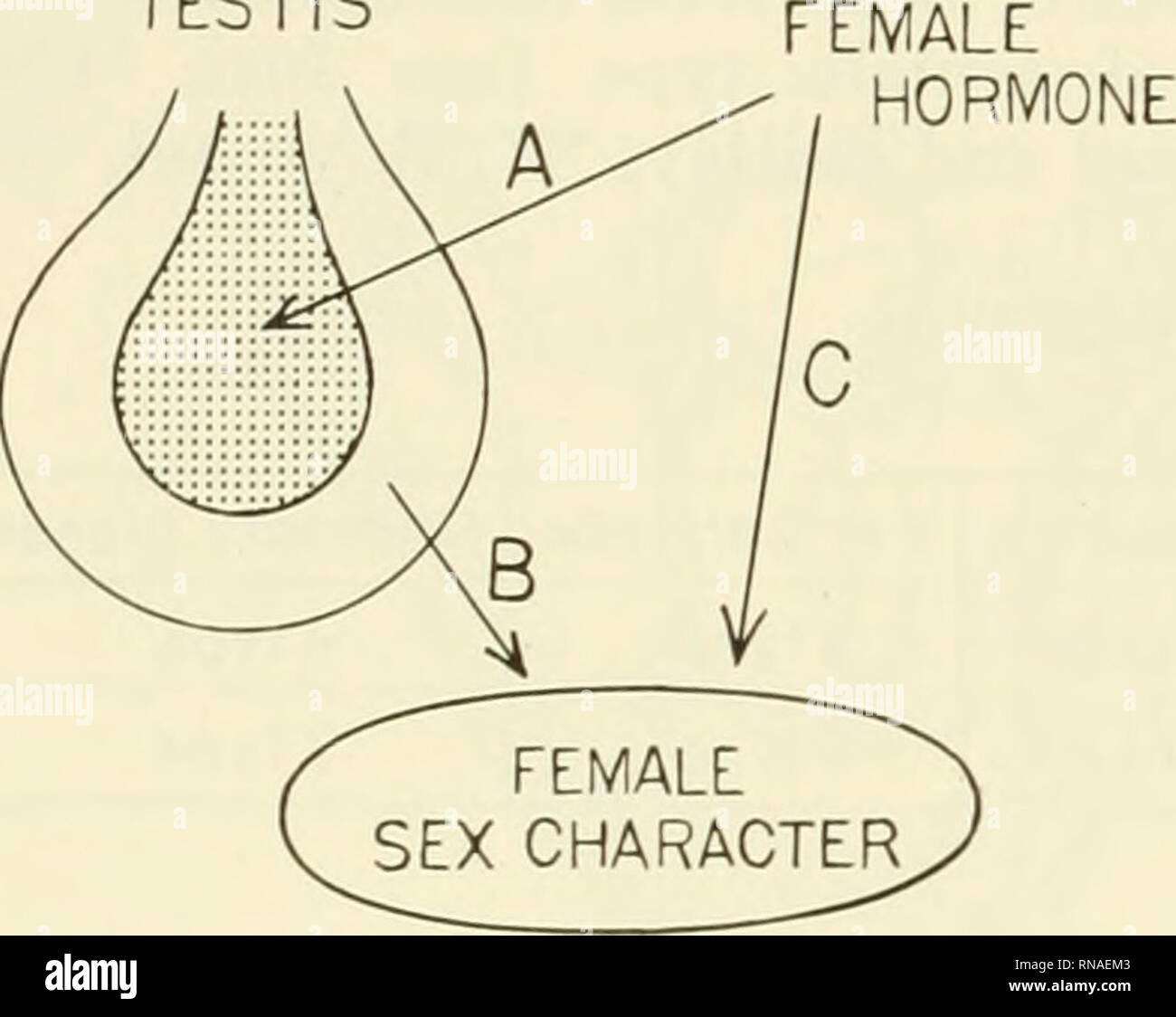 Fetal testis hi-res stock photography and images - Alamy