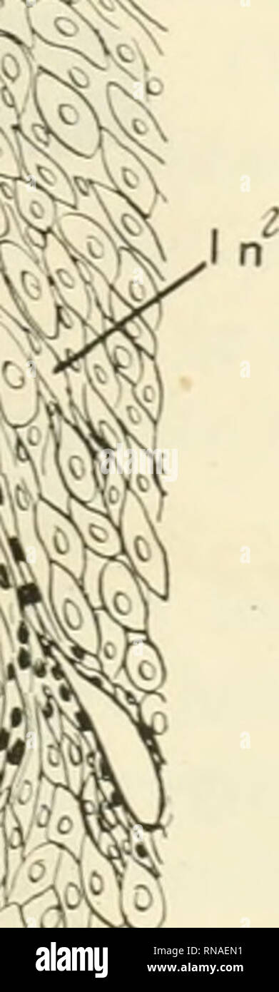 Theca interna hi-res stock photography and images - Alamy