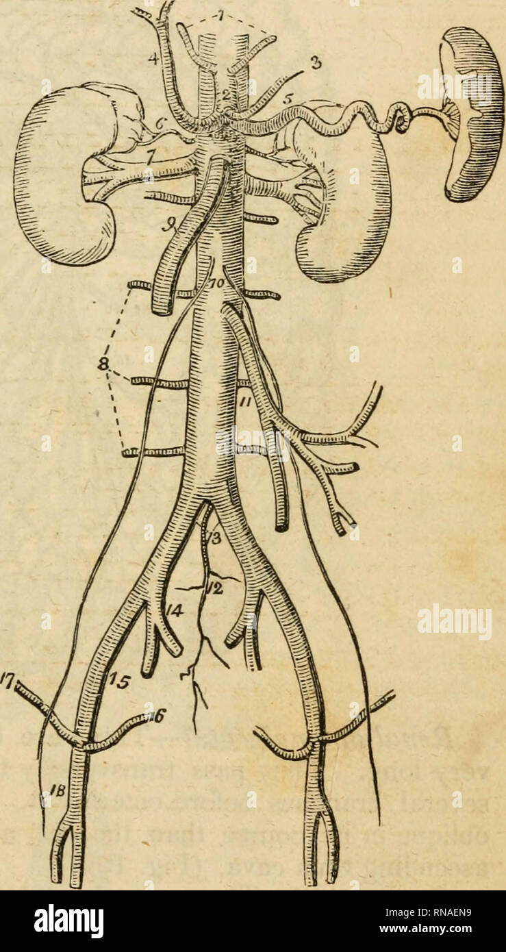 Branches of the abdominal aorta hi-res stock photography and images - Alamy