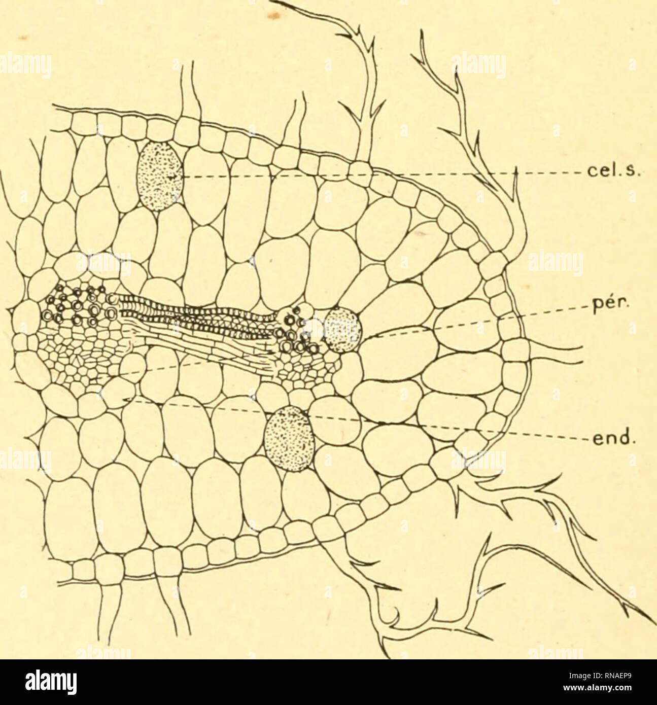 Feuilles alternes hi-res stock photography and images - Alamy