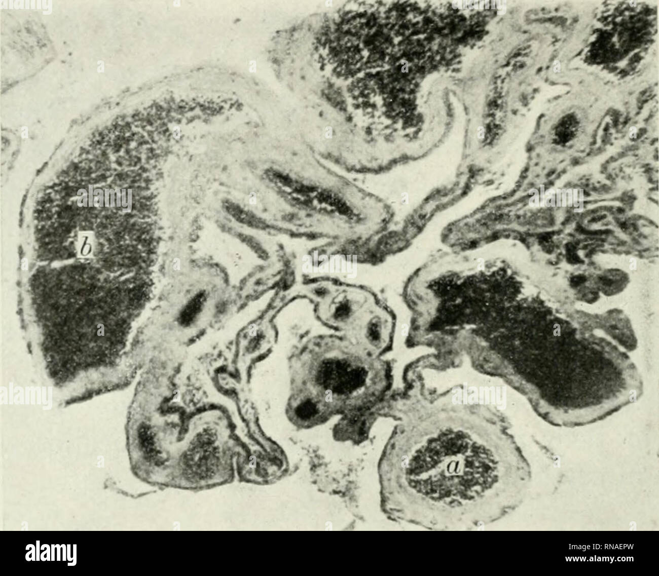 . The anatomical record. Anatomy; Anatomy. 999 JOHN SUNDWALL only a ...