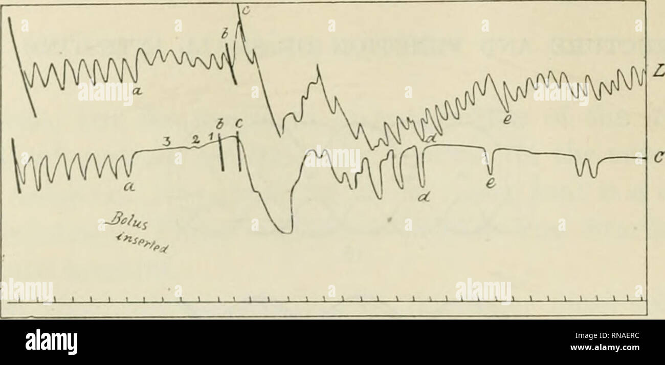 . The anatomical record. Anatomy; Anatomy. Fig. 16 This figure is taken ...