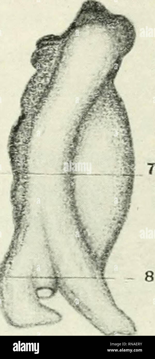 . The anatomical record. Anatomy; Anatomy. 6 Fig. 4 A specimen of cauda ...