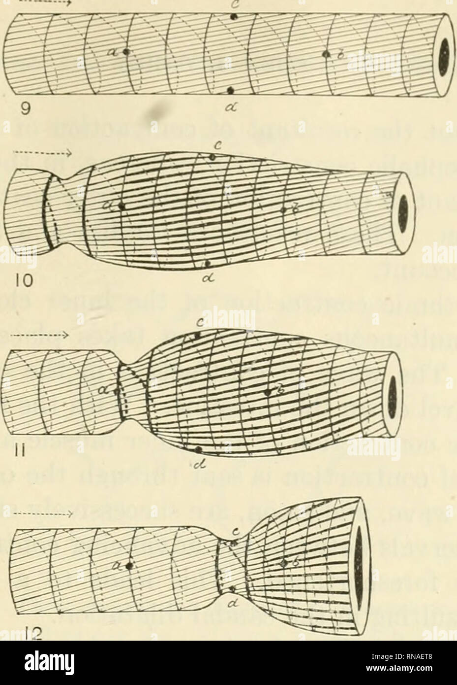 . The anatomical record. Anatomy; Anatomy. Figs. 9 to 12 These figures ...