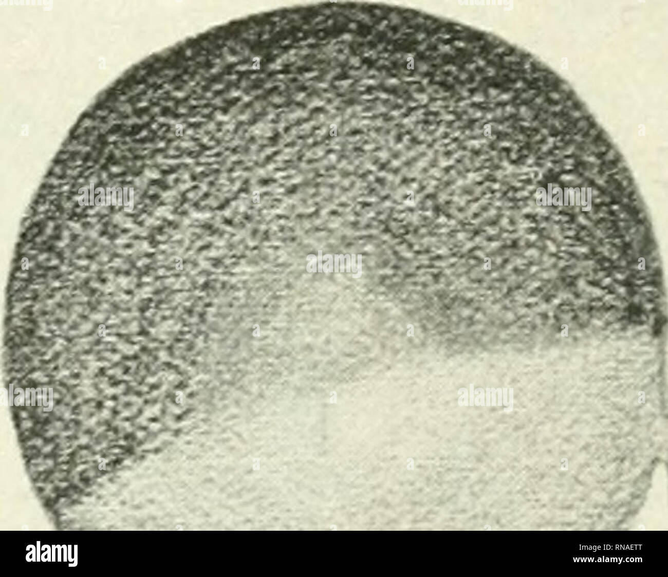 . The anatomical record. Anatomy; Anatomy. Figure 2 Figure 3 were in ...