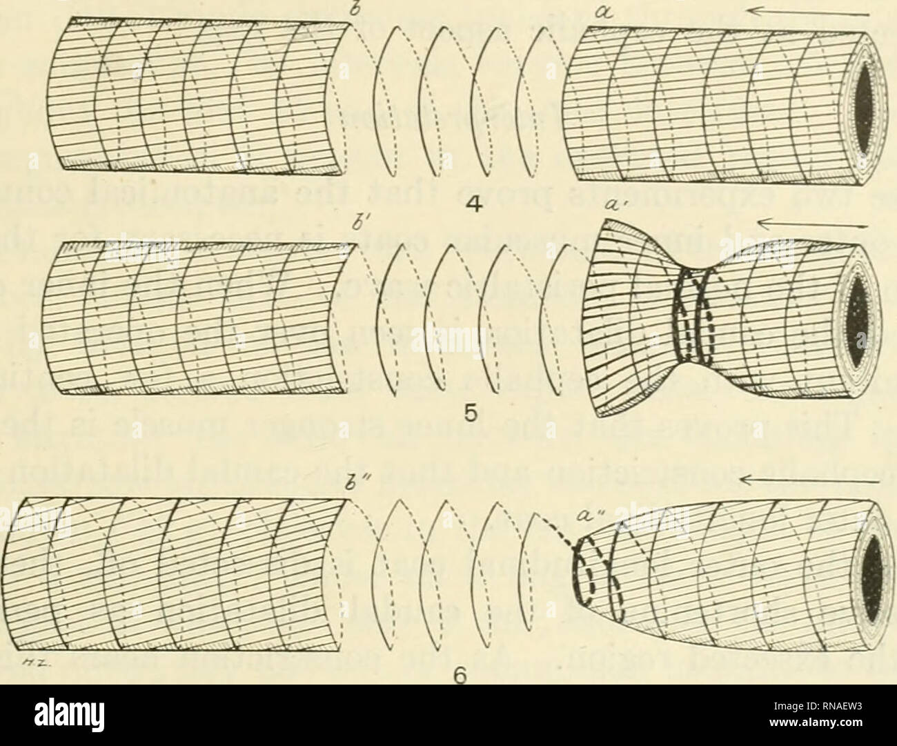 . The anatomical record. Anatomy; Anatomy. STRUCTURE AND FUNCTION OF ...