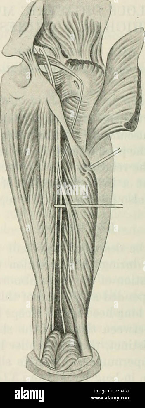 . The Anatomical record 1922-1923. Anatomy. 282 PAXJL H. STEVENSON ...