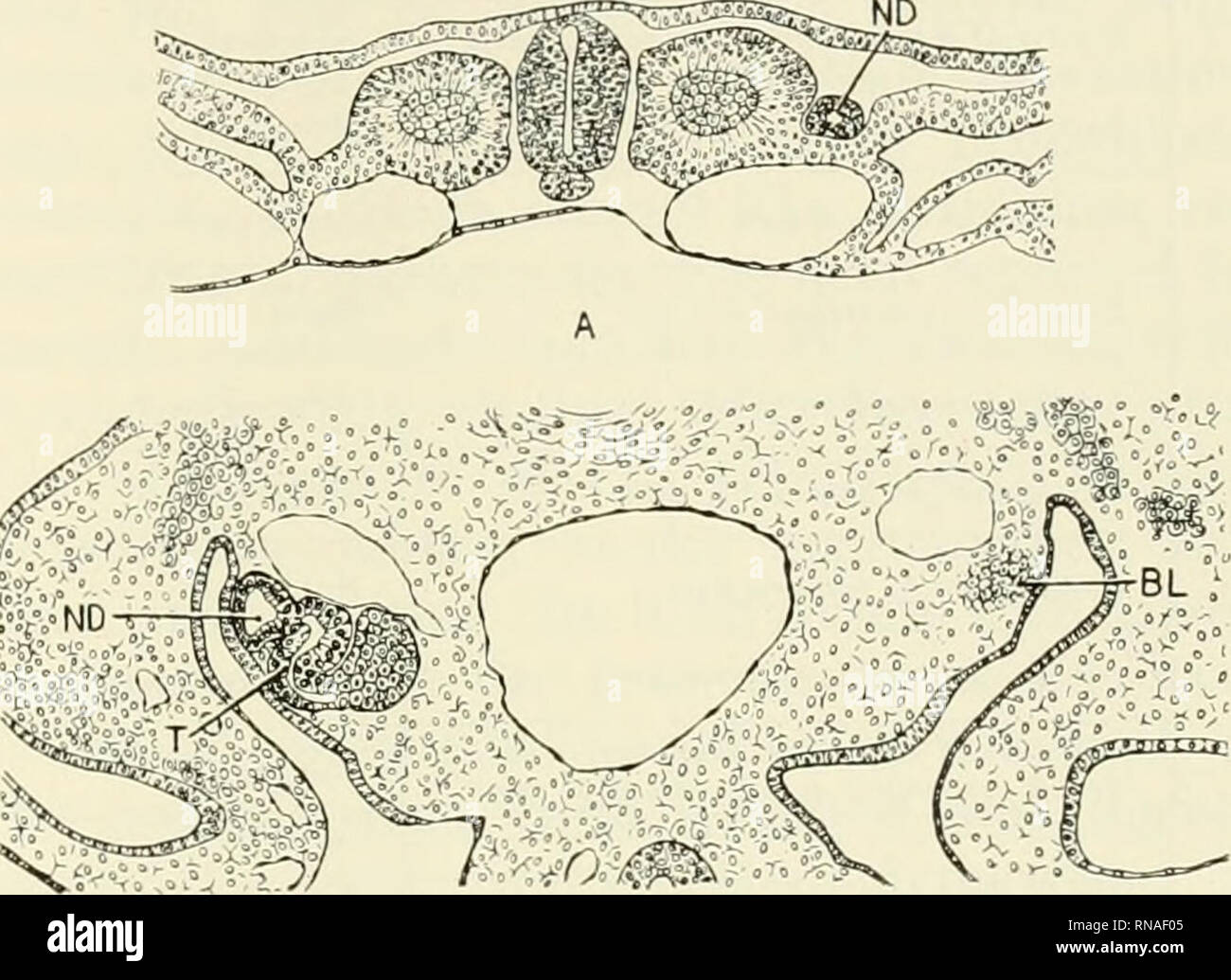 Neurula High Resolution Stock Photography and Images - Alamy