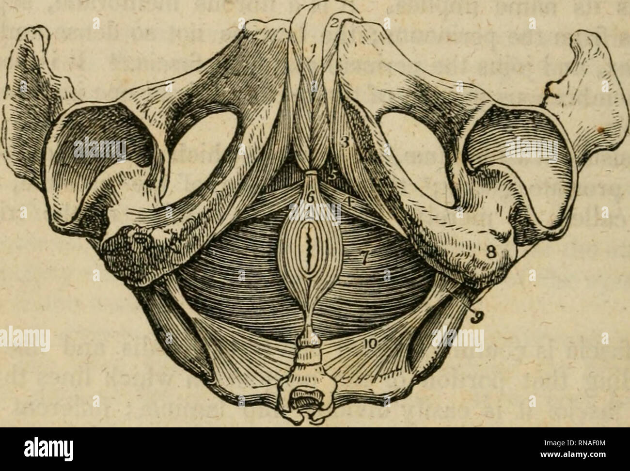 . An analytical compendium of the various branches of medical science ...