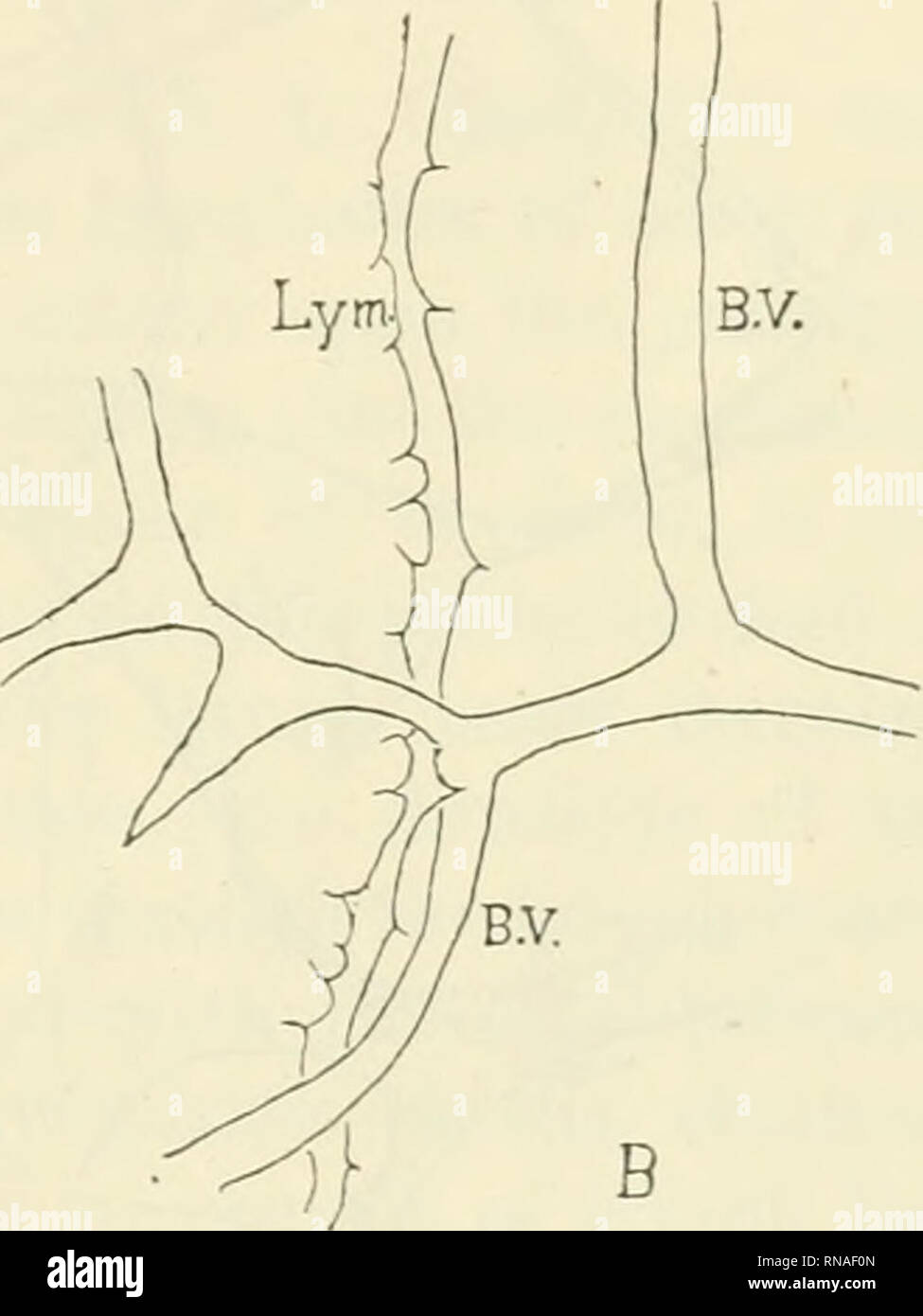 Blood capillary drawing hi-res stock photography and images - Alamy