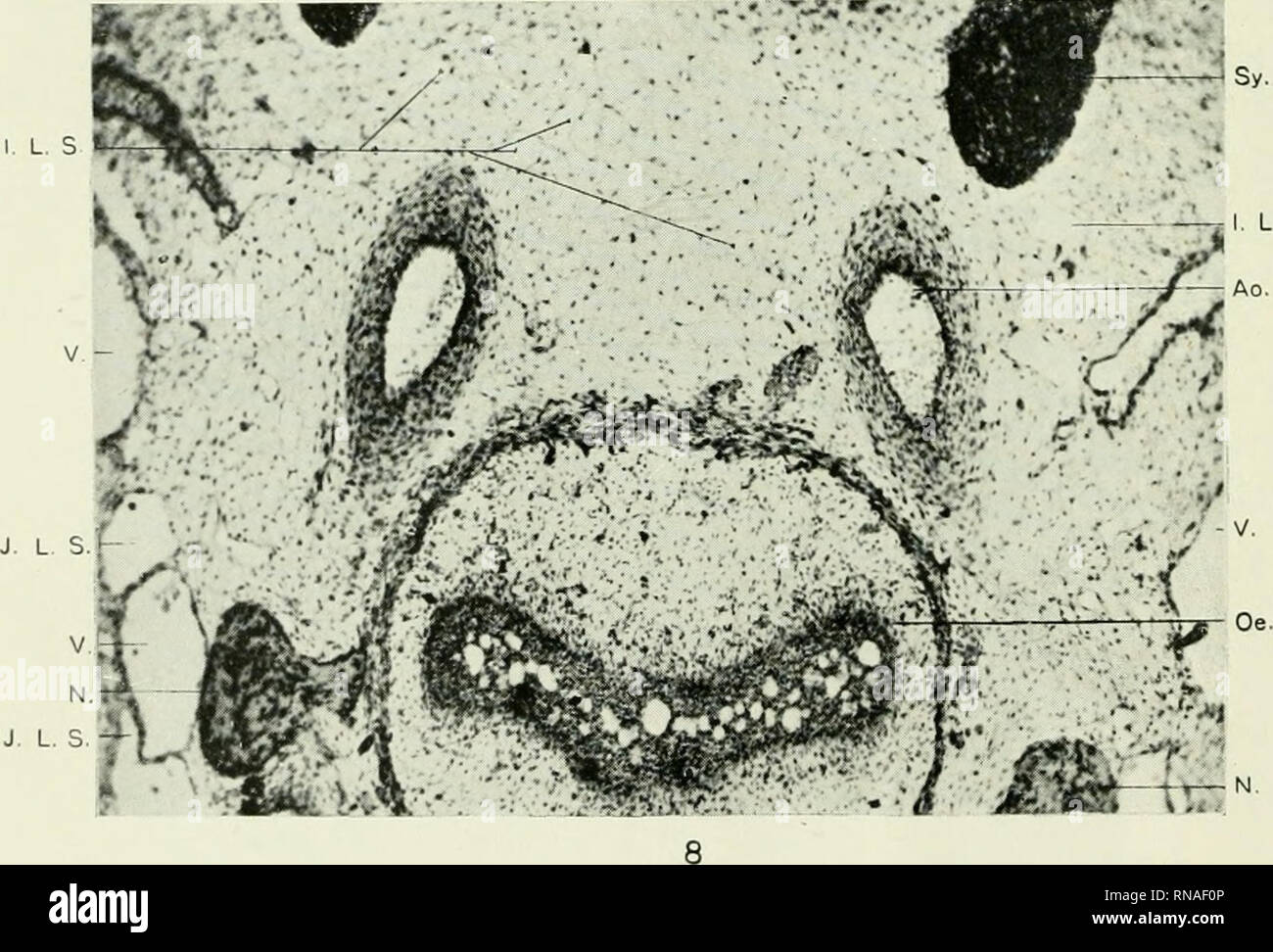 . The anatomical record. Anatomy; Anatomy. Y'lg. 7 Loggerhead turtle ...