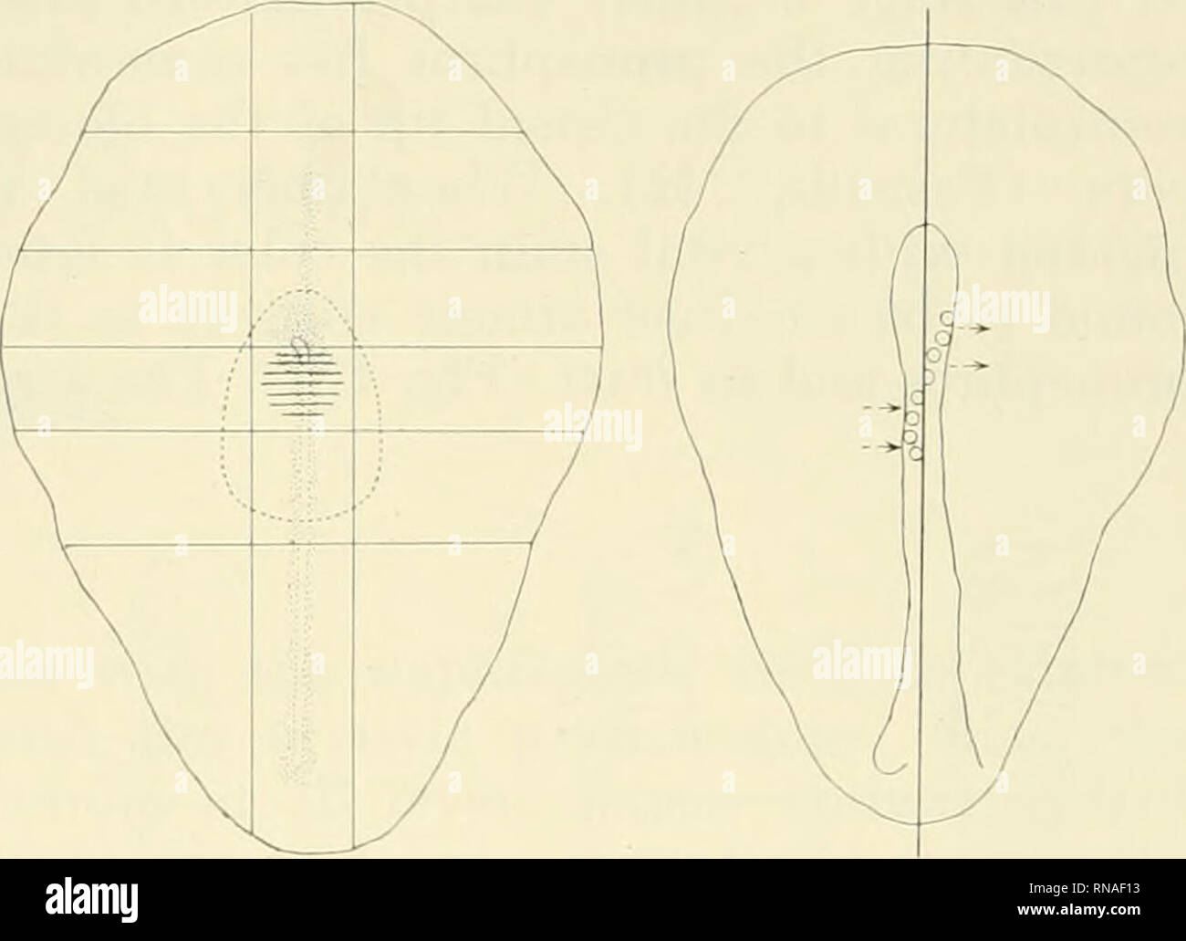 Neurula hi-res stock photography and images - Alamy