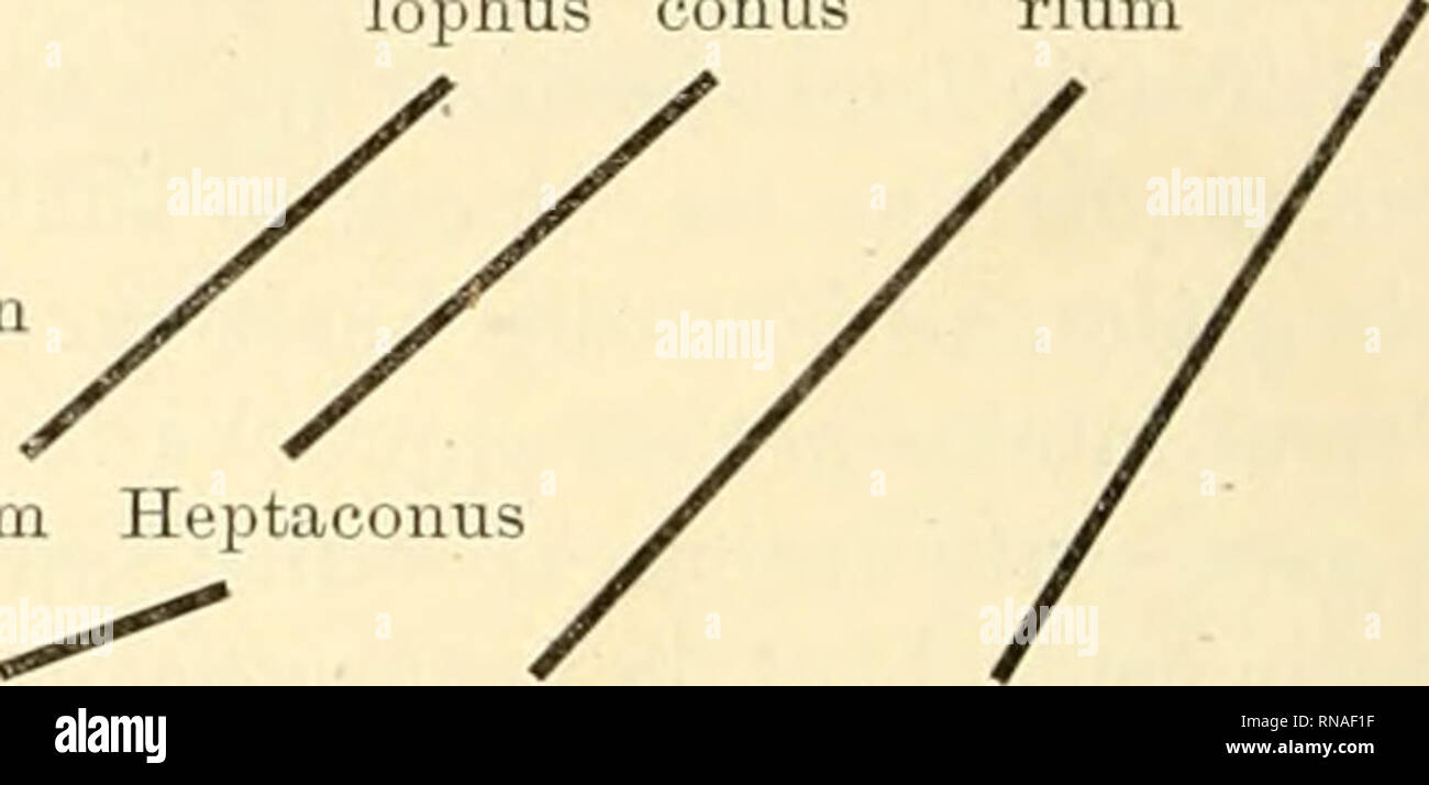 . Anales del Museo Nacional de Buenos Aires. Natural history ...