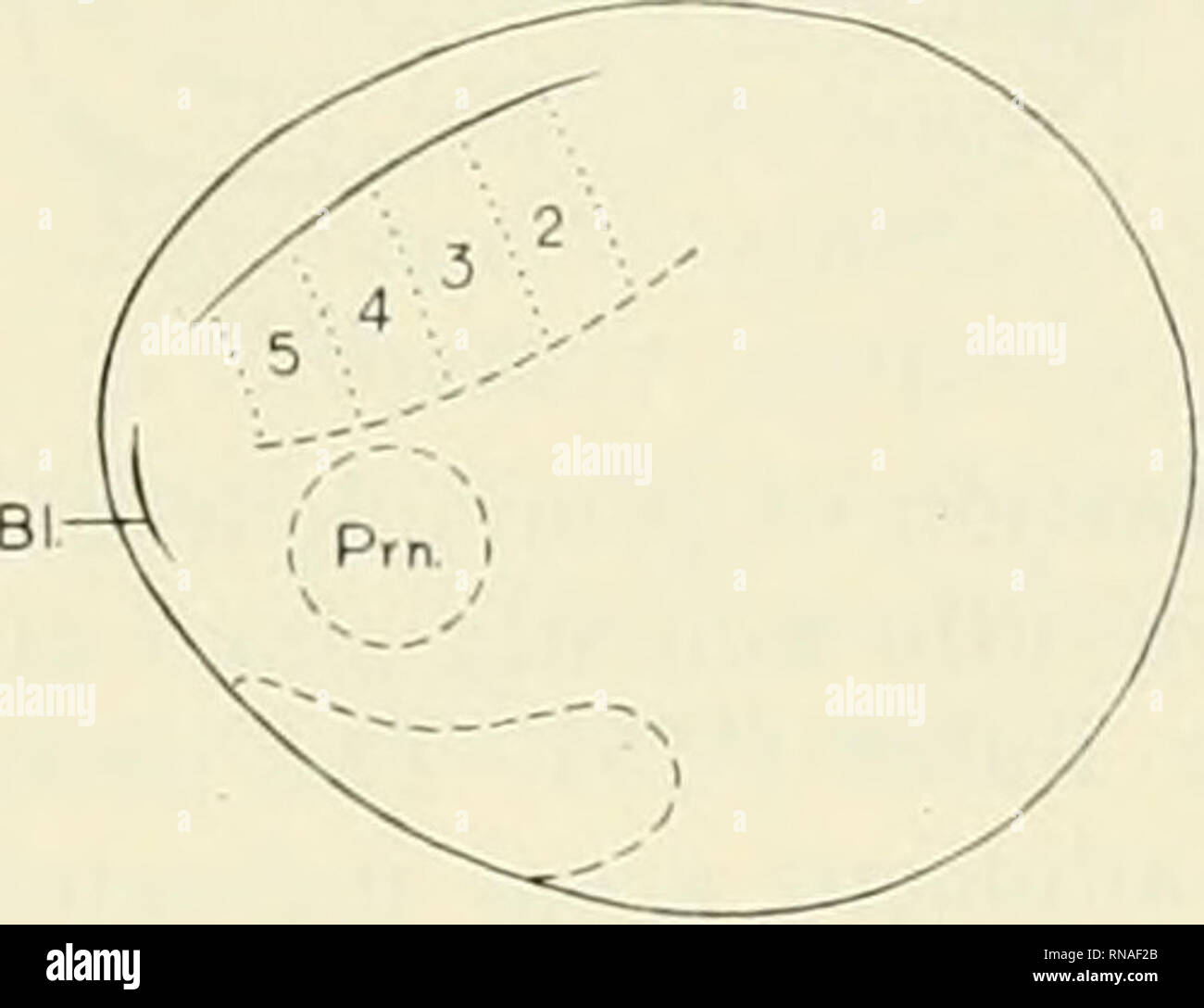 Neurula High Resolution Stock Photography and Images - Alamy