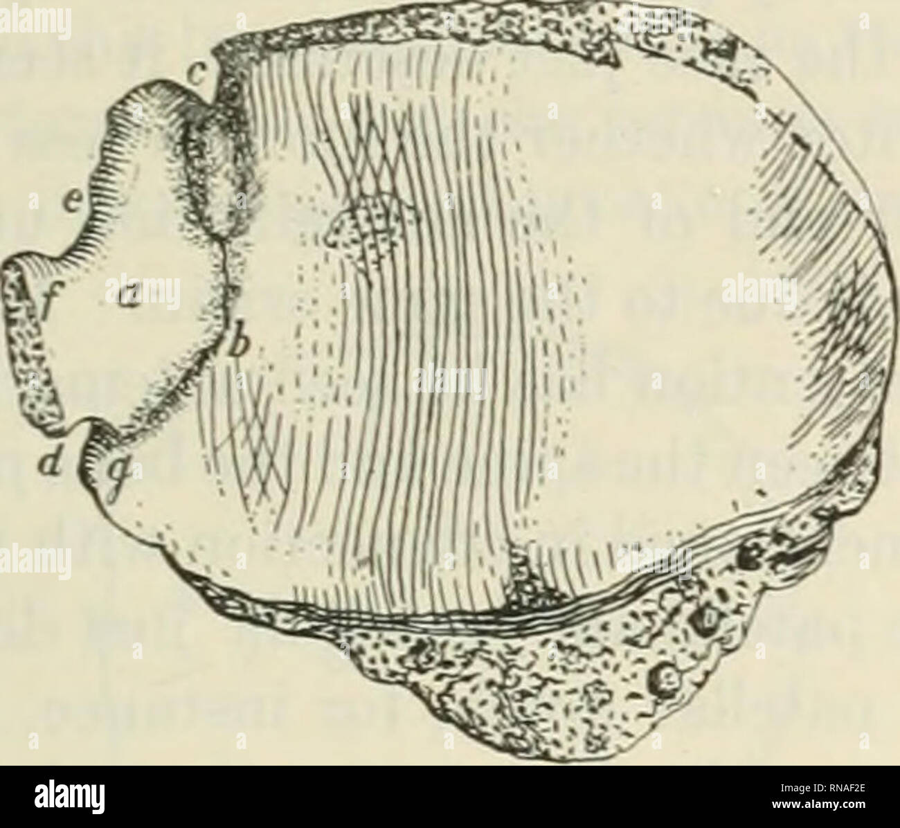. The Anatomical record 1922-1923. Anatomy. ANOMALOUS PATELLAE 271 The ...