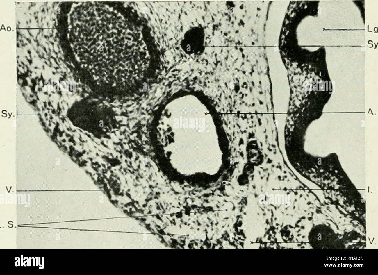 . The anatomical record. Anatomy; Anatomy. Vi(i,.'-i Lnpiscilictul ...