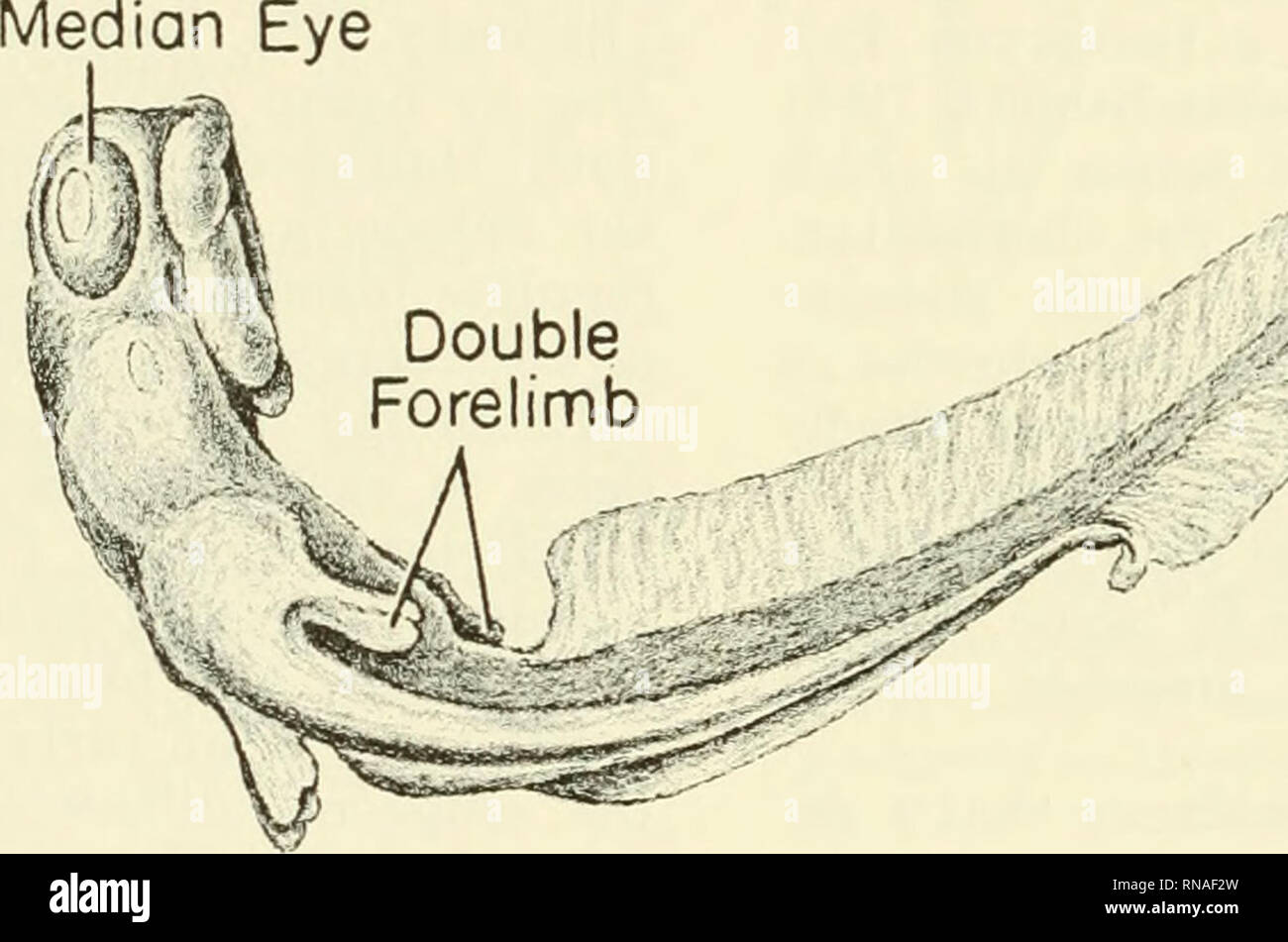 . Analysis of development. Embryology; Embryology. Fig. 166. A and B ...