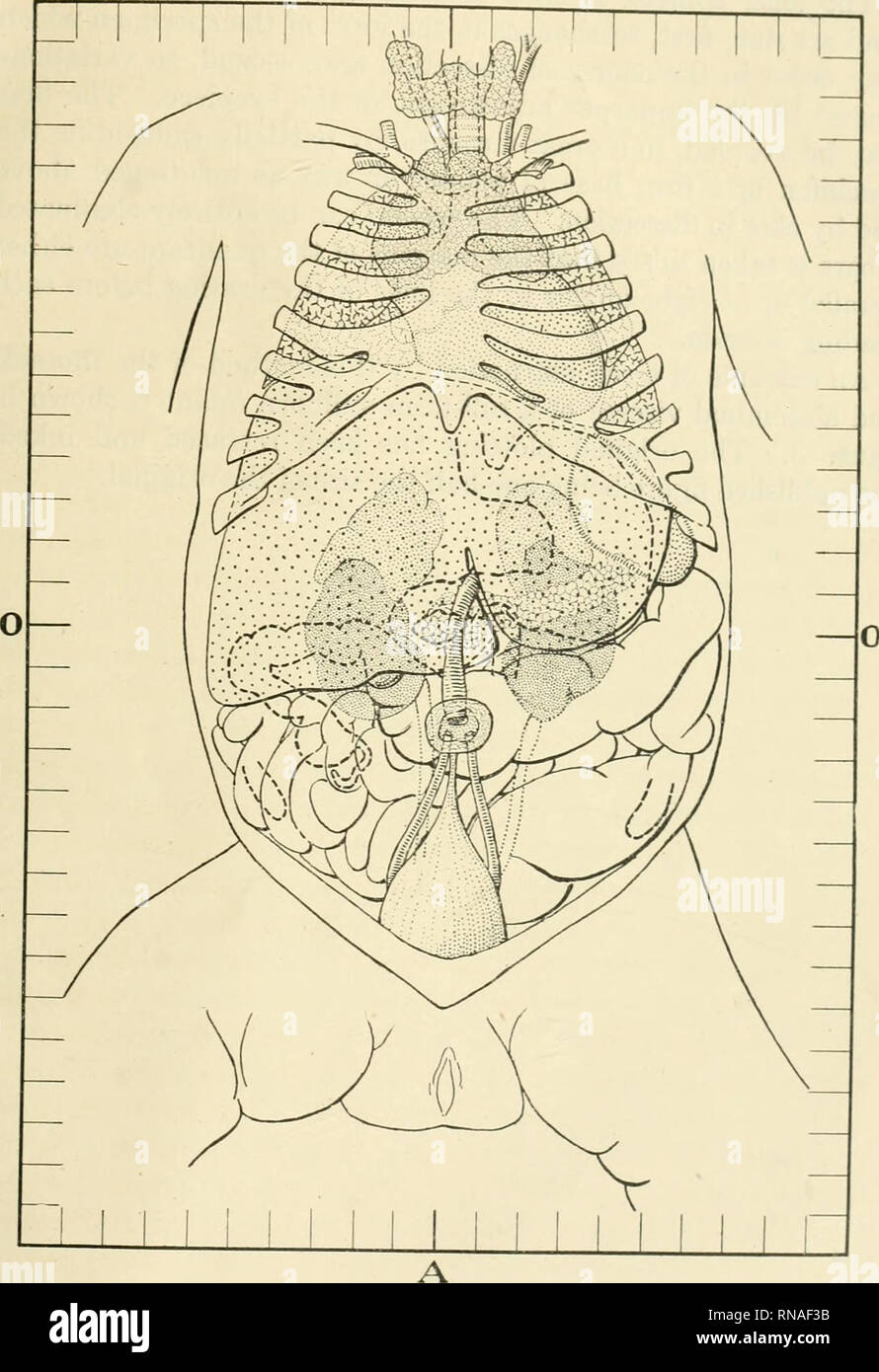 . The anatomical record. Anatomy; Anatomy. A SIMPLE RECONSTRUCTION ...