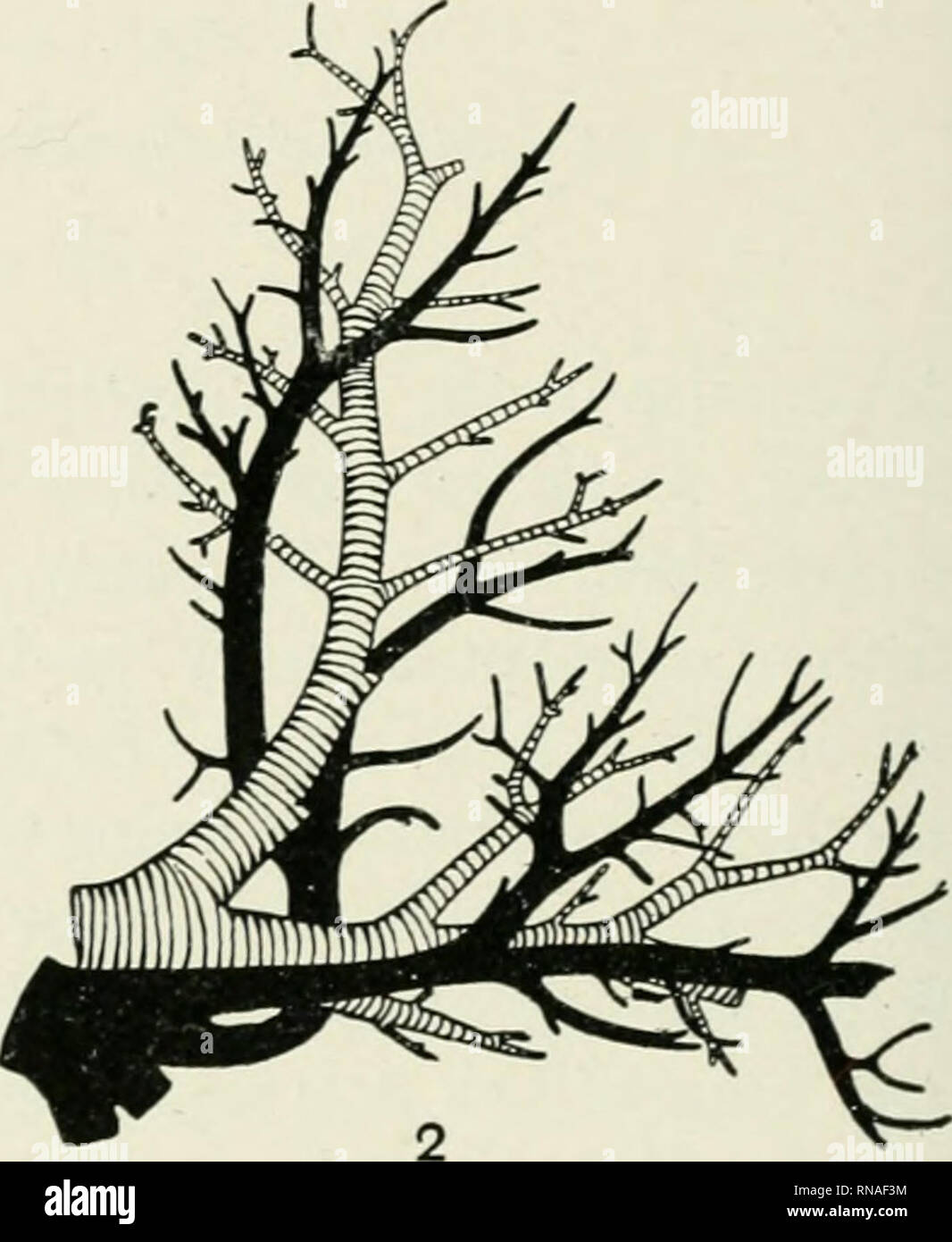 . The anatomical record. Anatomy; Anatomy. Fig. 1 Celloidin corrosion ...