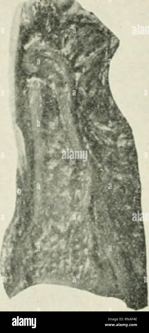 . The anatomical record. Anatomy; Anatomy. 164 MONTROSE T. BURROWS of ...
