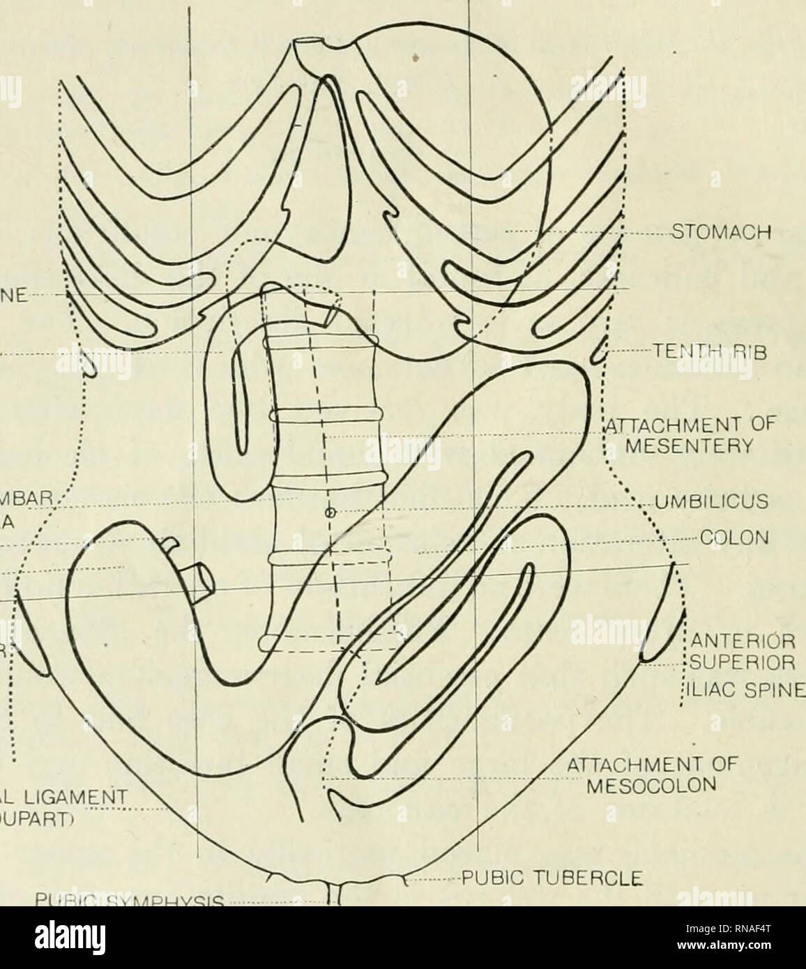 . The anatomical record. Anatomy; Anatomy. 320 NATHAN B. EDDY passed ...