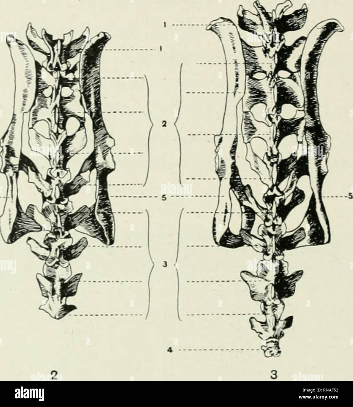 . The anatomical record. Anatomy; Anatomy. 158 SARA B. COXROAV No. 2, a ...