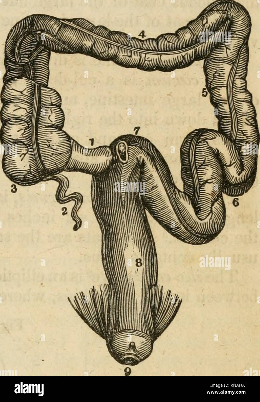 Sacculated High Resolution Stock Photography and Images - Alamy