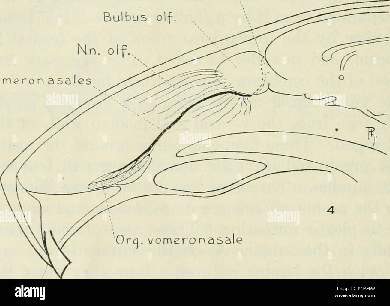 Vomeronasal nerves hi-res stock photography and images - Alamy